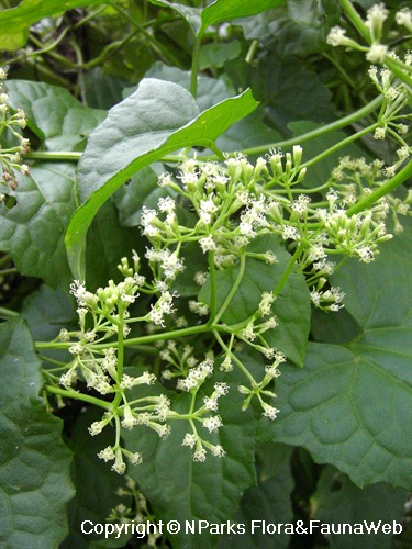 NParks | Mikania micrantha