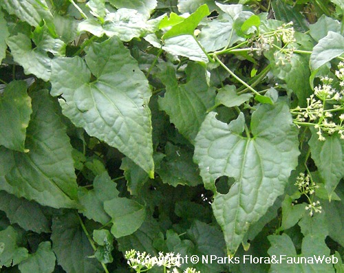 NParks | Mikania micrantha