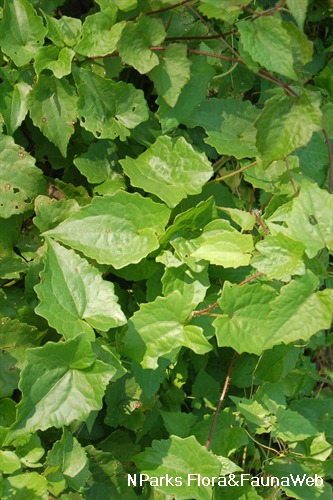 NParks | Mikania micrantha