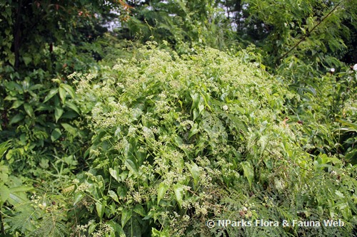 NParks | Mikania micrantha