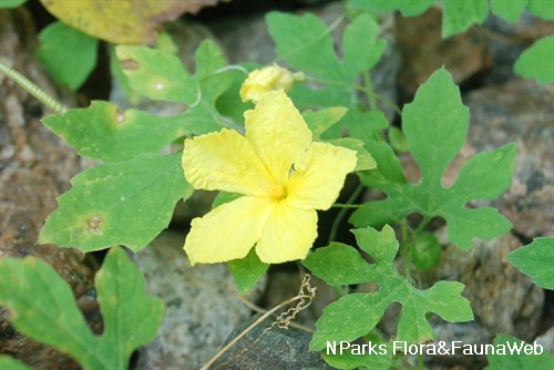 NParks | Momordica charantia