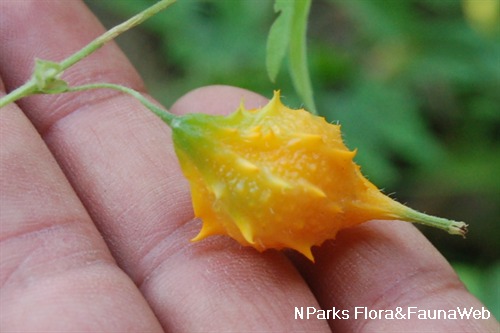 NParks | Momordica charantia
