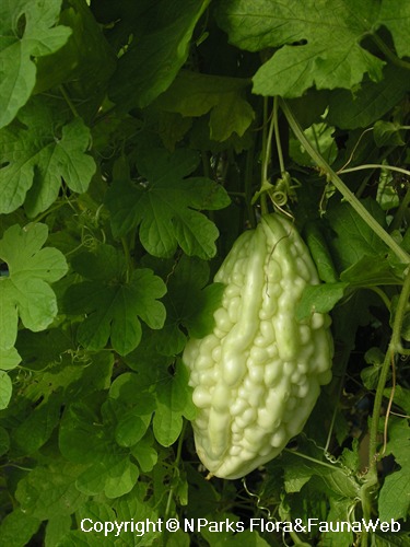 NParks | Momordica charantia