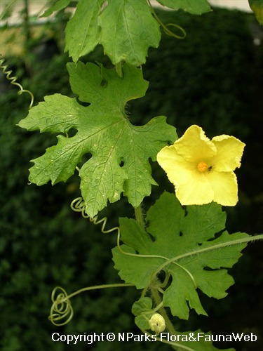 NParks | Momordica charantia