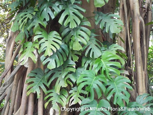 NParks | Monstera deliciosa