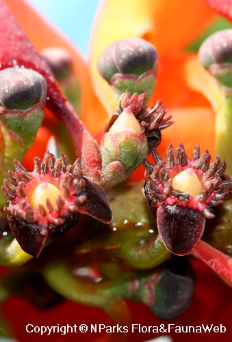 NParks | Norantea guianensis