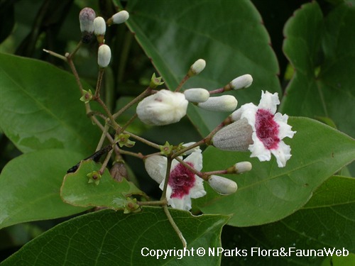 NParks | Paederia foetida