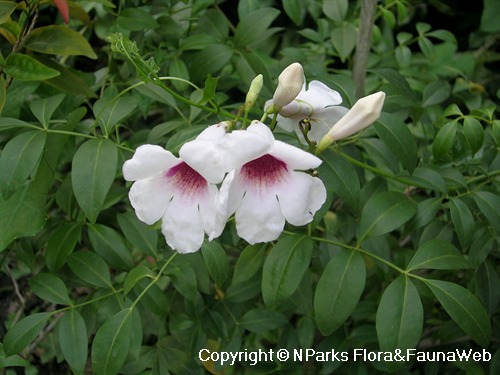 NParks | Pandorea jasminoides