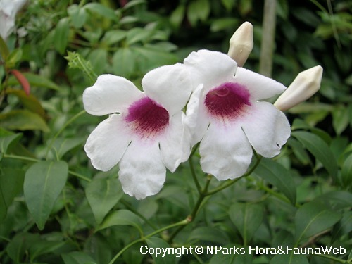 NParks | Pandorea jasminoides
