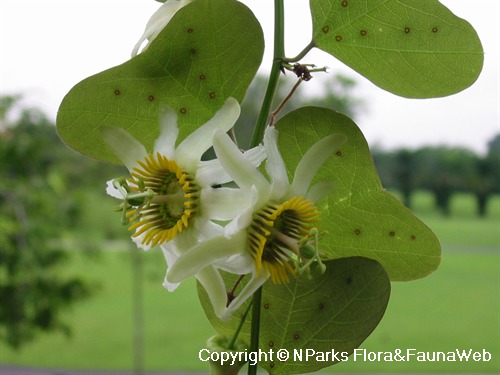 NParks | Passiflora biflora