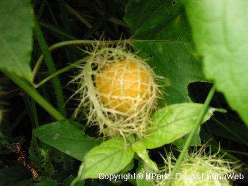NParks | Passiflora foetida