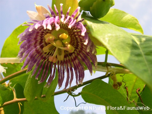 NParks | Passiflora laurifolia