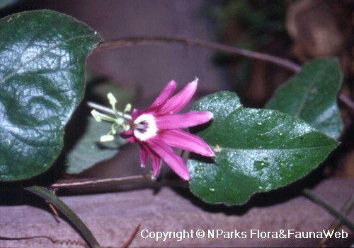 NParks | Passiflora sp