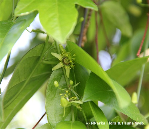 NParks | Passiflora suberosa