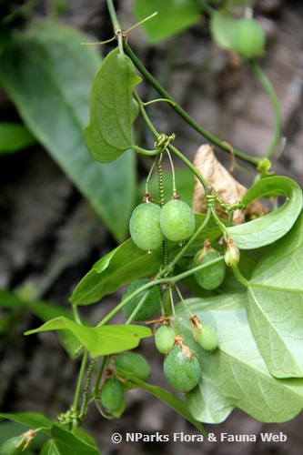 NParks | Passiflora suberosa
