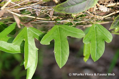NParks | Passiflora suberosa