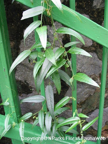 NParks | Passiflora suberosa