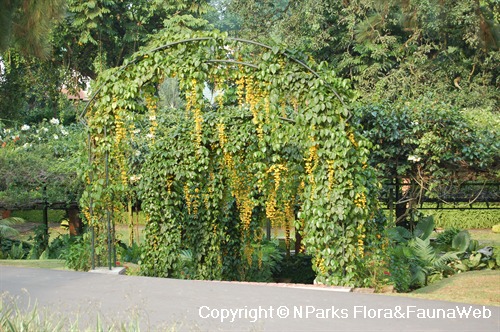 NParks | Petraeovitex wolfei