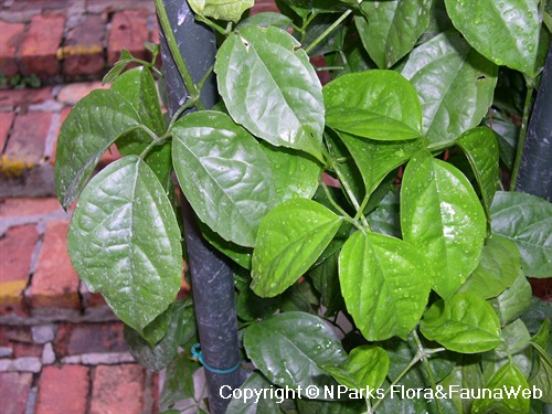 NParks | Petraeovitex wolfei