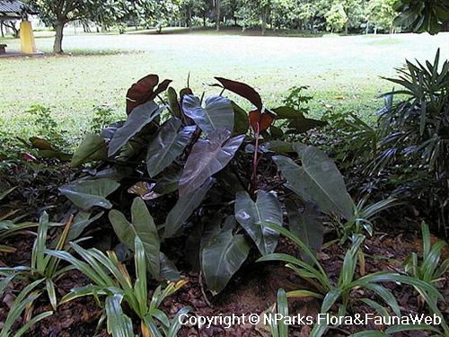 NParks | Philodendron erubescens 'Gold'