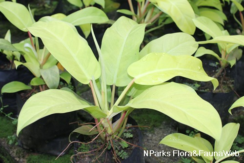 NParks | Philodendron erubescens 'Gold'