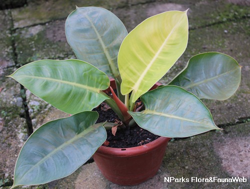 NParks | Philodendron 'Gold'