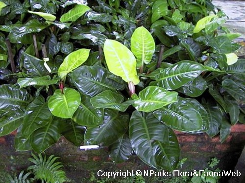 NParks | Philodendron 'Gold'