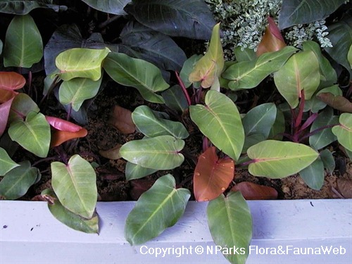 NParks | Philodendron erubescens 'Gold'