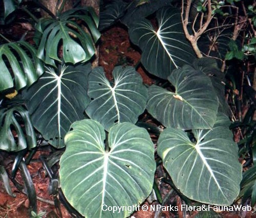 NParks | Philodendron erubescens 'Gold'