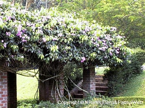 NParks | Bignonia corymbosa
