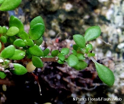 NParks | Pilea microphylla