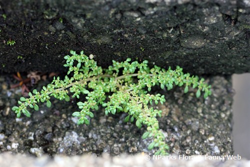 NParks | Pilea microphylla