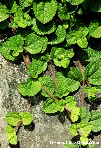 NParks | Pilea nummulariifolia