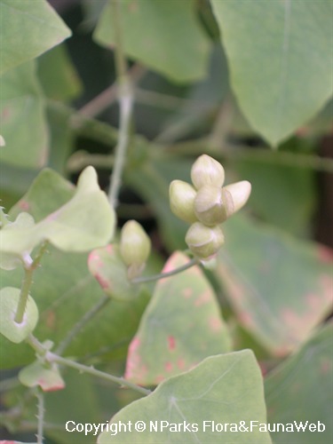NParks | Persicaria perfoliata