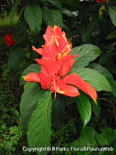 NParks | Ruellia chartacea
