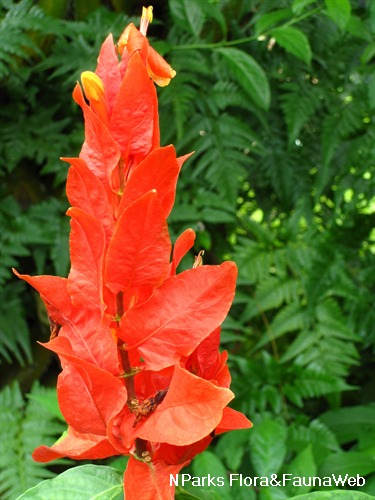 NParks | Ruellia chartacea