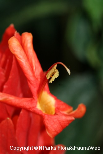 NParks | Ruellia chartacea