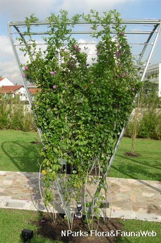 NParks | Bignonia magnifica