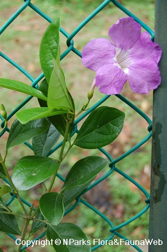 NParks | Bignonia magnifica