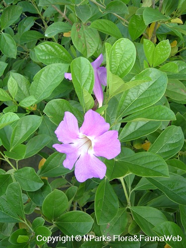 NParks | Bignonia magnifica