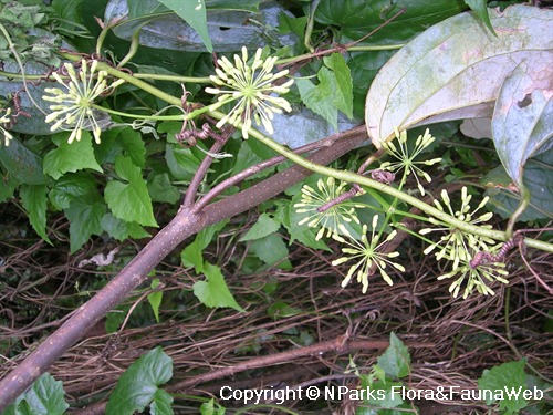 NParks | Smilax setosa