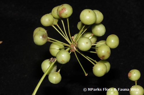 NParks | Smilax setosa