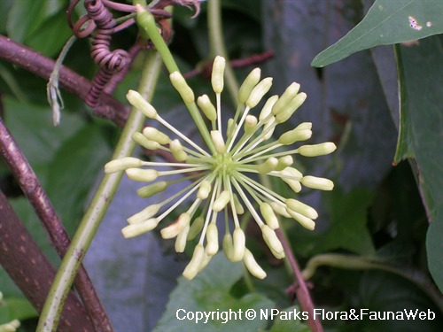 NParks | Smilax setosa
