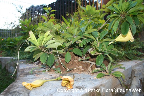 NParks | Solandra longiflora