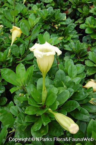 NParks | Solandra longiflora