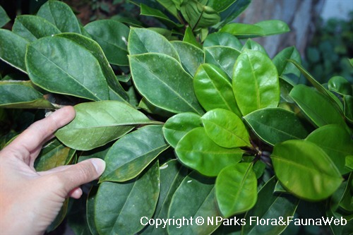 NParks | Solandra longiflora