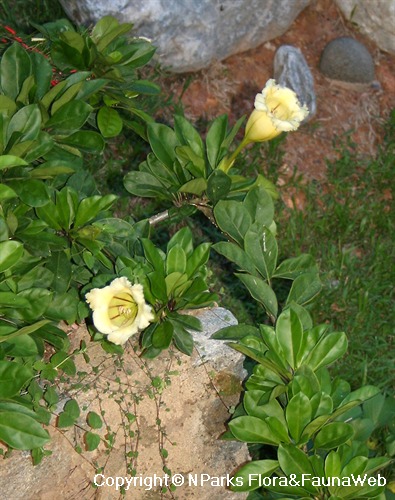 NParks | Solandra longiflora