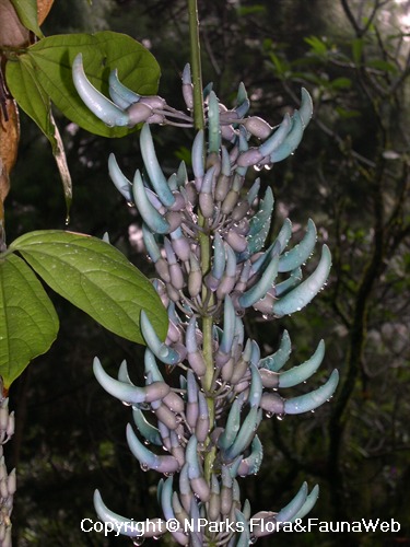 NParks | Strongylodon macrobotrys