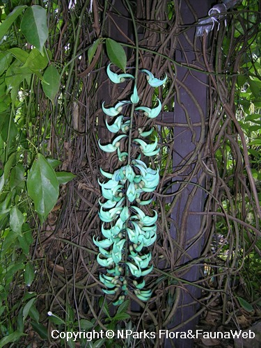 NParks | Strongylodon macrobotrys