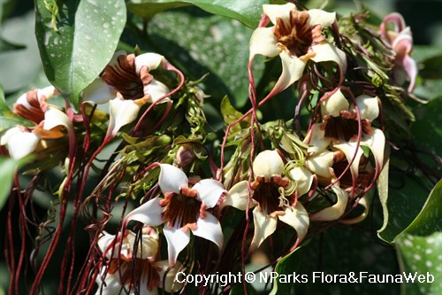 NParks | Strophanthus preussii